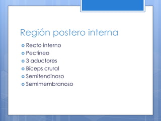 Musculos de el muslo | PPTX