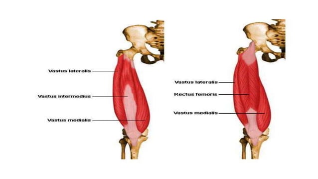 Musculos de extremidades inferiores | PPTX
