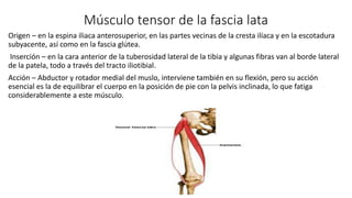 Musculos de extremidades inferiores | PPTX