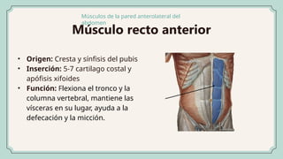 Musculos de la pared anterior y posterior del abdomen abdomen | PPTX