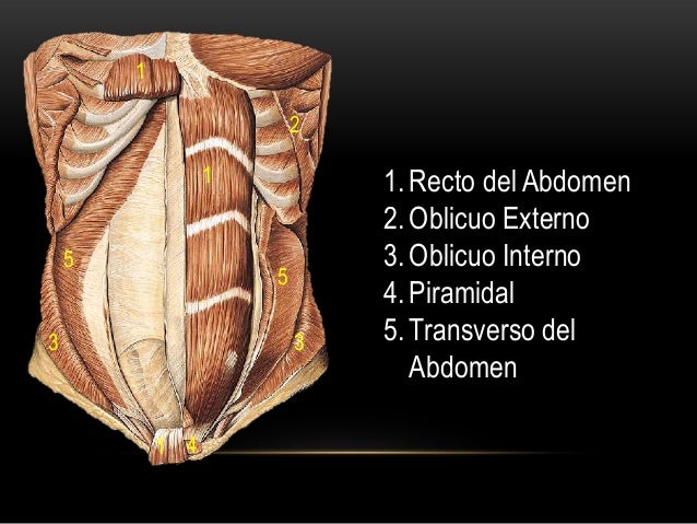 Musculos del Abdomen