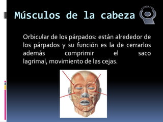 Clase 5 Morfofisiología Músculos de la cabeza | PPT
