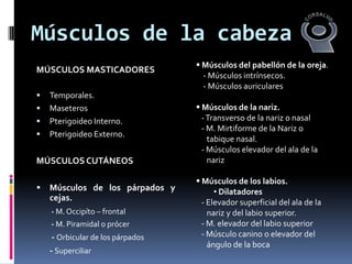 Clase 5 Morfofisiología Músculos de la cabeza | PPT