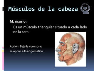 Clase 5 Morfofisiología Músculos de la cabeza | PPT