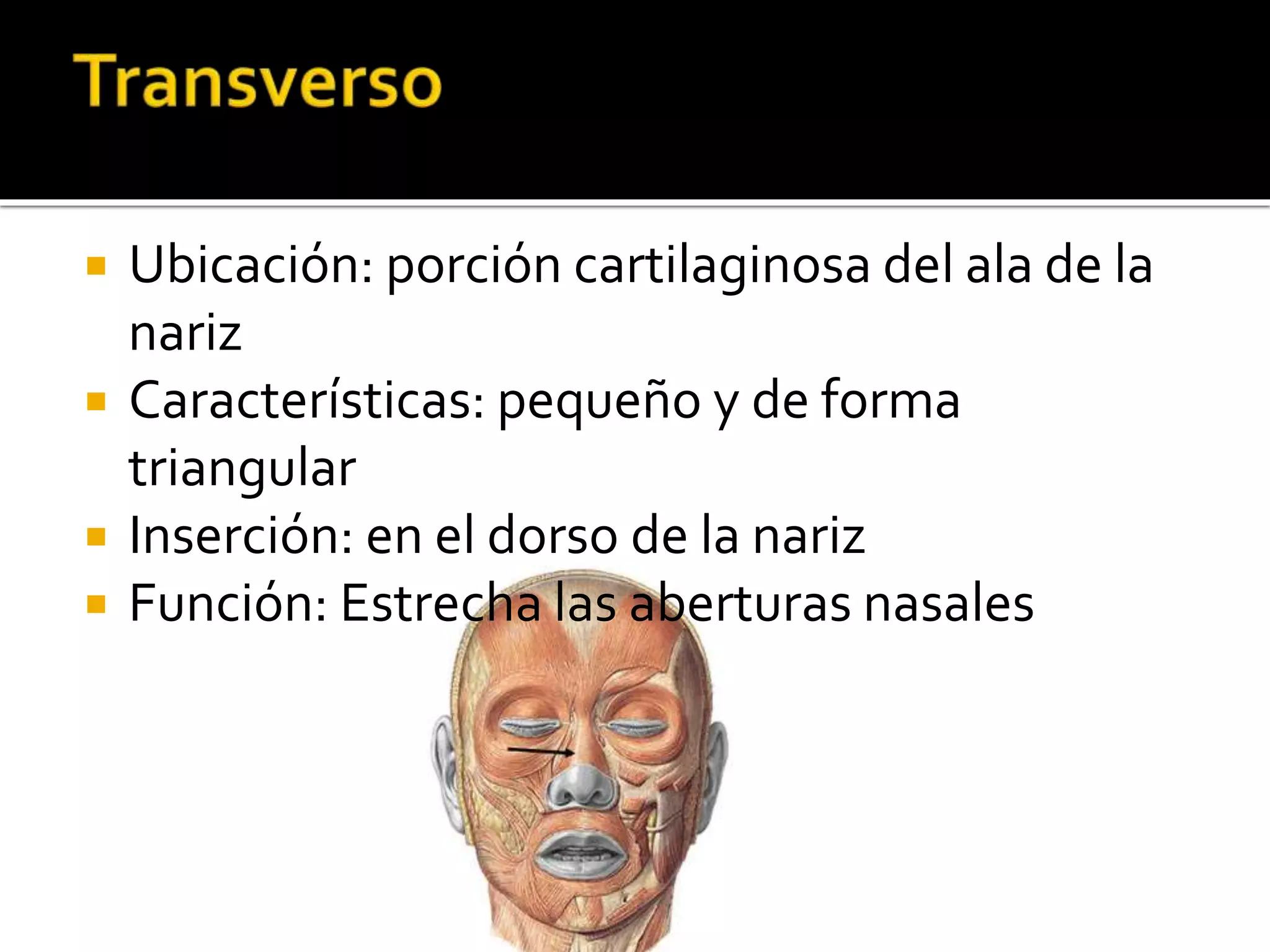 Musculos de la cabeza | PPT
