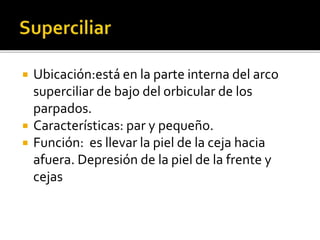 Musculos de la cabeza | PPTX