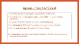 Musculos de la cabeza | PPTX