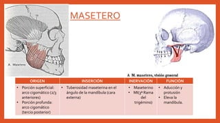 Musculos de la cabeza | PPTX