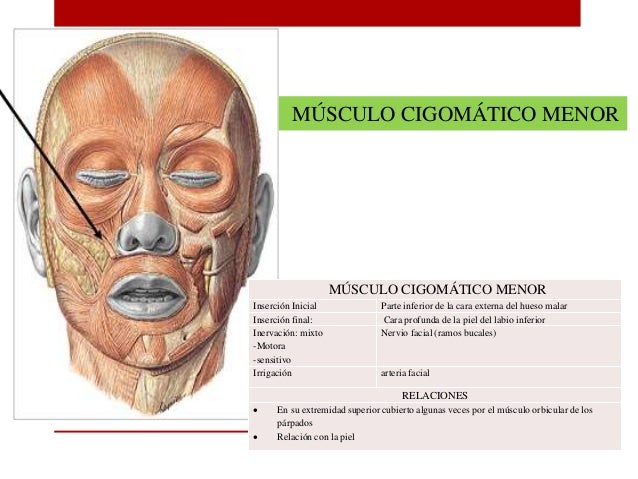 Musculos de la cabeza