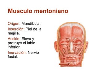 Musculos de la cabeza | PPTX