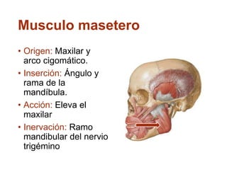 Musculos de la cabeza | PPTX