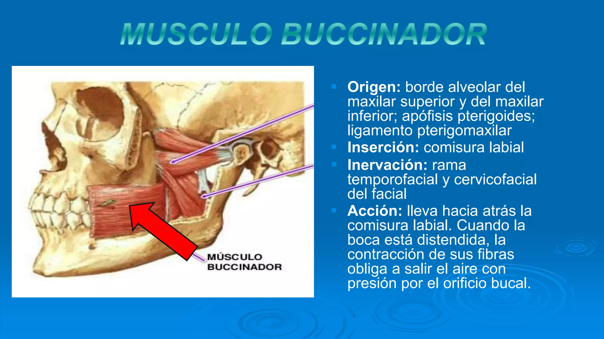 Musculos de la cabeza | PPT