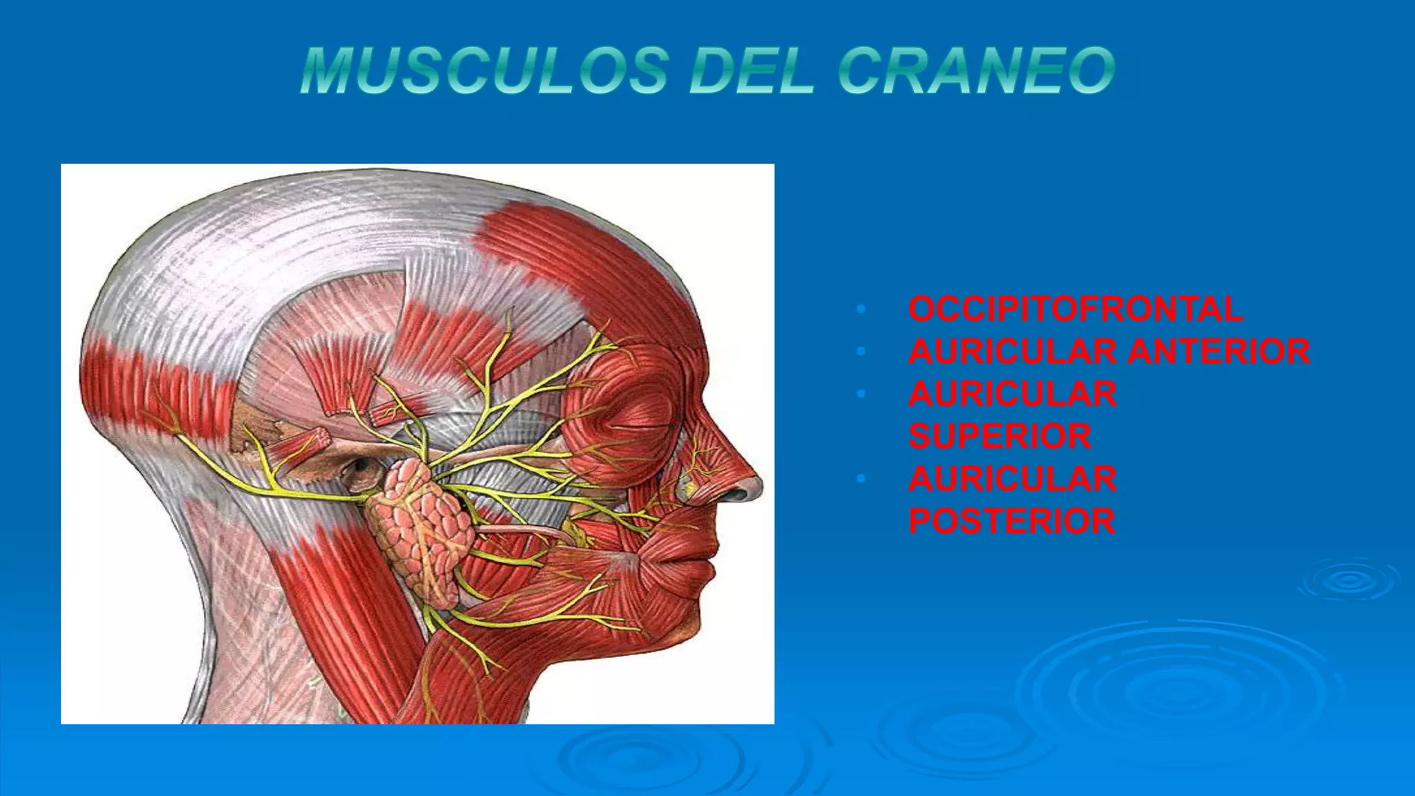 Musculos de la cabeza | PPT