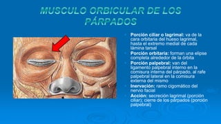 Musculos de la cabeza | PPTX