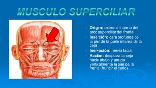 Musculos de la cabeza | PPTX