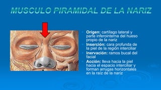 Musculos de la cabeza | PPTX