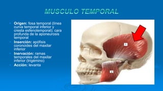 Musculos de la cabeza | PPTX