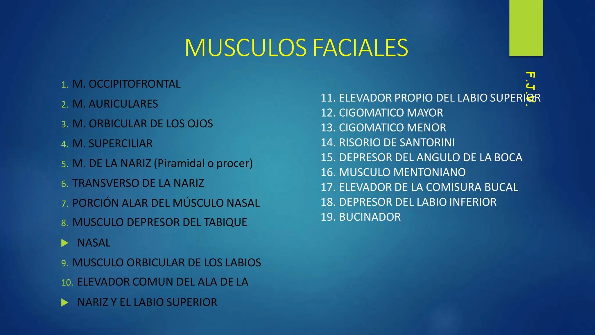anatomía de la cabeza los MUSCULOS DE LA CABEZA-20. | PPT
