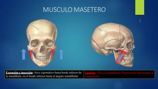 anatomía de la cabeza los MUSCULOS DE LA CABEZA-20. | PPTX