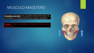 anatomía de la cabeza los MUSCULOS DE LA CABEZA-20. | PPTX