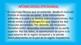 MUSCULOS DE LA CABEZA.pptx