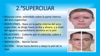 MUSCULOS DE LA CABEZA.pptx