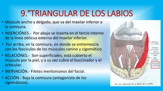 MUSCULOS DE LA CABEZA.pptx
