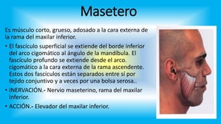 MUSCULOS DE LA CABEZA.pptx