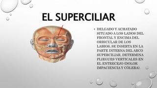 MUSCULOS DE LA CABEZA.pptx