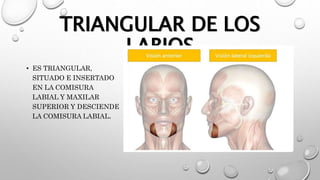 MUSCULOS DE LA CABEZA.pptx