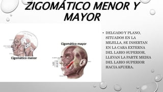 MUSCULOS DE LA CABEZA.pptx