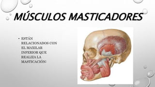 MUSCULOS DE LA CABEZA.pptx