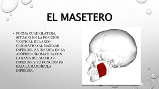 MUSCULOS DE LA CABEZA.pptx