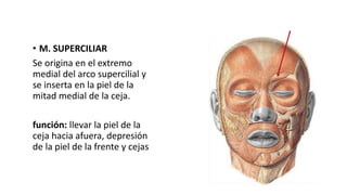 Musculos_de_la_cabeza.pptx