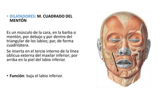 Musculos_de_la_cabeza.pptx