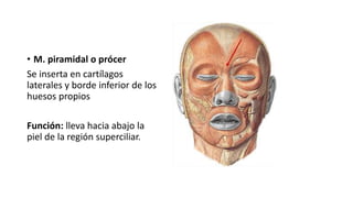 Musculos_de_la_cabeza.pptx