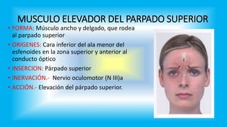 MUSCULOS DE LA CABEZA Andrea Toledo cazas | PPTX