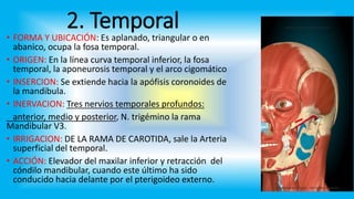 MUSCULOS DE LA CABEZA Andrea Toledo cazas | PPTX