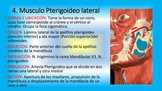 MUSCULOS DE LA CABEZA Andrea Toledo cazas | PPTX