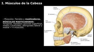 MUSCULOS DE LA CABEZA_-masticación_.pptx