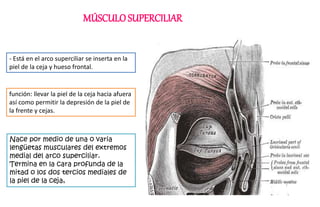 Musculos de la cabeza | PPTX