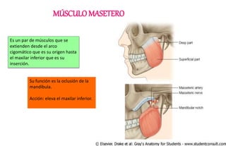 Musculos de la cabeza | PPTX