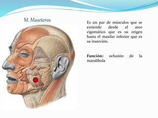 Musculos de la cabeza y cara | PPTX