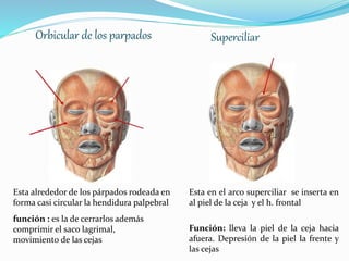 Musculos de la cabeza y cara | PPTX