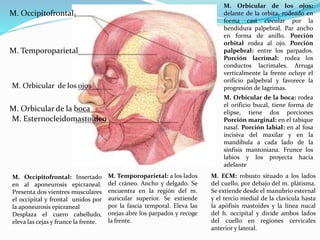 Musculos de la cabeza y cara | PPTX
