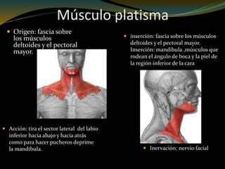 Musculos de la cabeza y cuello | PPTX