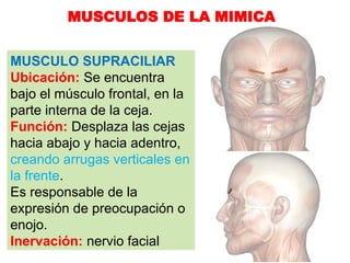 MUSCULOS DE LA CABEZA CUELLO EXPOSICION. | PPTX