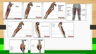 MUSCULOS DE LA CADERA.pptx