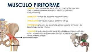 MUSCULOS DE LA CADERA 2024 ggg.pptx cuerpo | PPTX