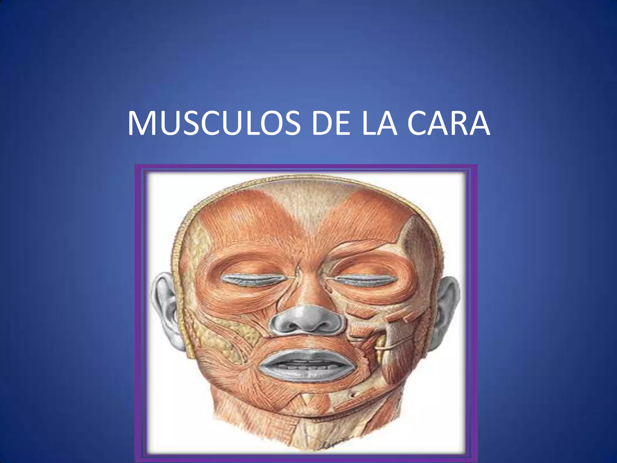 Musculos de la cara | PPTX
